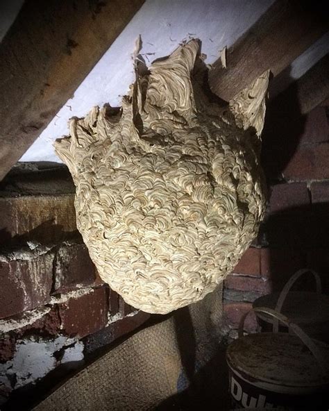 Wasp Nest Removal Landguard Pest Control Otley And Ilkley