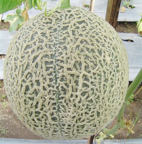 Cetak Melon Berkualitas Dengan Kulit Berjaring Tebal Tanpa Retak Buah