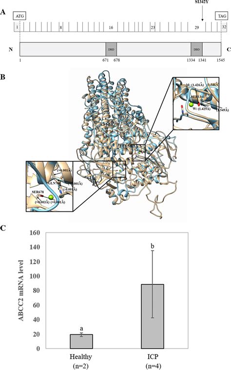 Effects Of The Abcc2 Ser1342tyr Variant On The Protein Sequence And