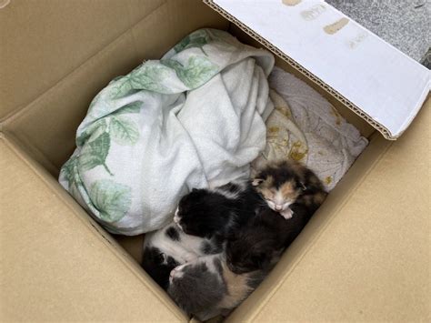福山市立動物園 公式 On Twitter お昼頃、子ネコ5匹がみかん箱に入れられ、動物園の門に捨てられていました ️ 警察をはじめ