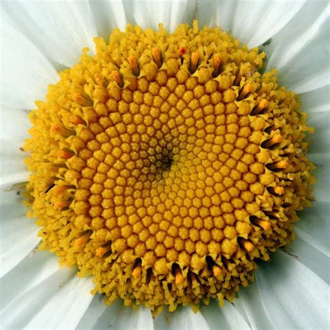 7 Beautiful Examples Of The Fibonacci Sequence In Nature Artofit