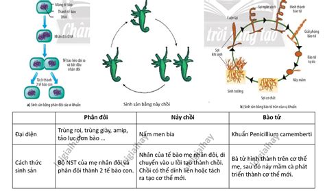 Lý thuyết sinh trưởng và sinh sản ở vi sinh vật Sinh 10 Cánh diều