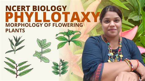 Leaf Phyllotaxy Class 11 Biology Ncert Youtube