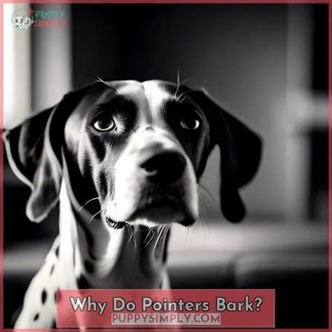 How Often Do Pointers Bark Get Expert Insights Into Your Pointer S