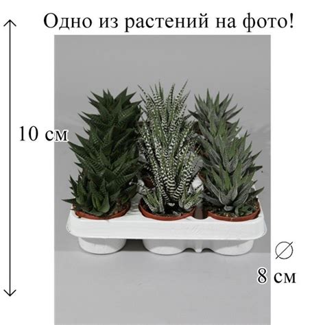 Хавортия микс 8/10 CF, 1 растение купить на OZON по низкой цене ...