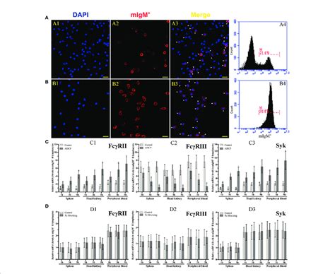 Analysis Of The Purity Of Sorted Migm B Lymphocytes And Expression