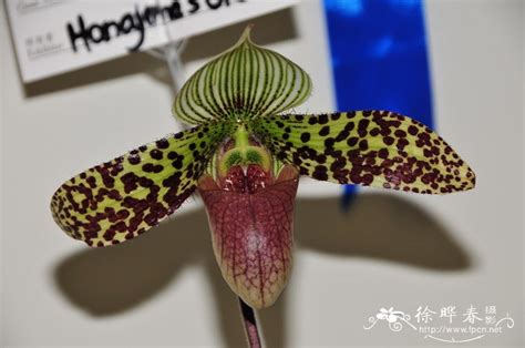 苏氏兜兰paphiopedilum Sukhakulii 花卉图片网