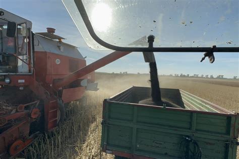 Rzepak tańszy o 50 procent Po ile będzie w 2024