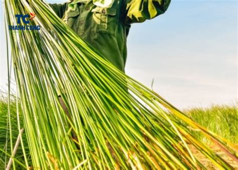 Sisal Vs Jute Vs Seagrass Rugs The Main Differences