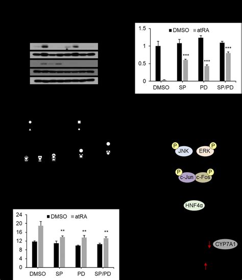 Jnkerk Inhibition Reverses Atra Induced Cholesterol Accumulation A