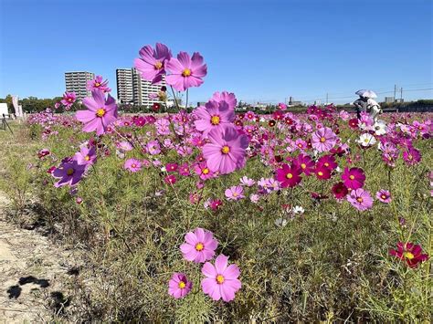 コスモス畑中川町2022刈谷市