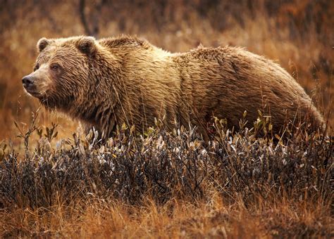 The Great Grizzly Bear Earth Rangers