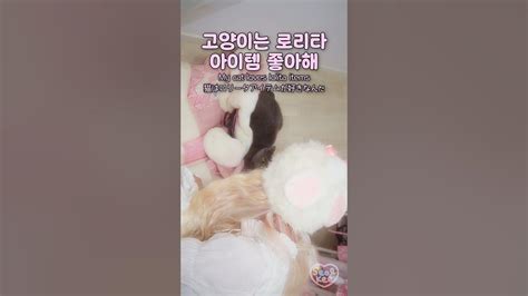고양이도 로리타패션 좋다냥🐱🎀 Youtube