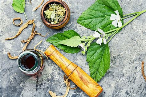 藥用植物 Althaea Of Ficinalis 和乾根 Althaea 草藥天然草藥藥物藥用植物 Althaea 照片背景圖桌布圖片免費