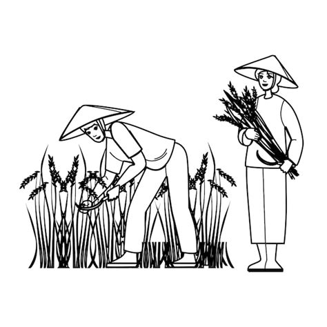 Premium Vector Harvesting Rice Vector