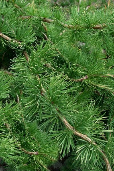 Buy Contorted European Larch Tree Larix Decidua Horstmanns Recurved Free Shipping