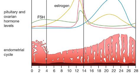 Menstrual Cycle