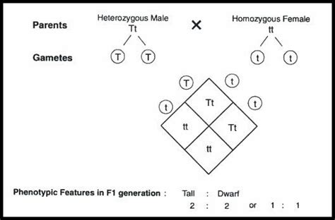 Using A Punnett Square Workout The Distribution Of Phenotypic Features
