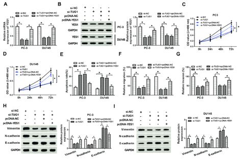 Tug1 Silencing Exerted Its Regulatory Effects On Pca Cell Download