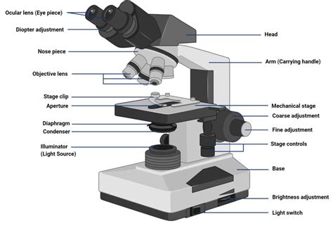 Brightfield Microscope Principle Parts Applications