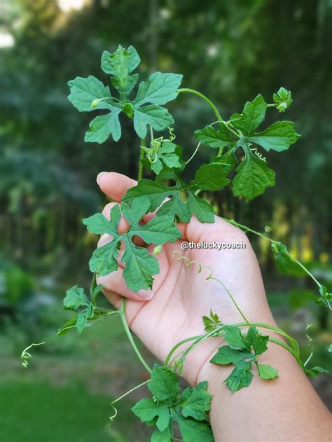 Fresh Nyanya Ewe Ejirin Ewe Ejinrin Cundeamor Cerasee Leaf Vine Cutting Cleansing Financial