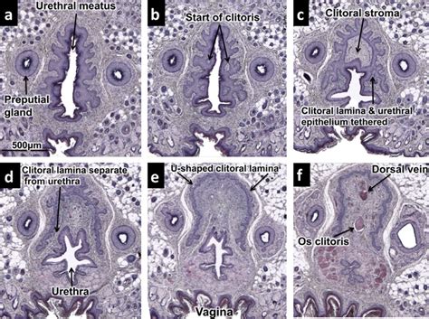Morphology Of The External Genitalia Of The Adult Male And Female Mice