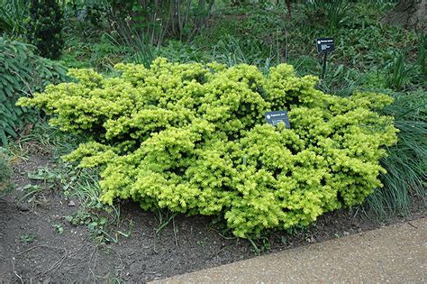 Dwarf Golden Japanese Yew Taxus Cuspidata Nana Aurescens In Ottawa