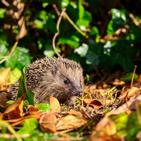Igel Wird Zum Wildtier Des Jahres 2024 Gewählt Krautandrüben