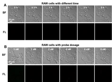 Fig. S12 Fluorescent imaging of hTR in RAW cells (excitation: 633 nm ...