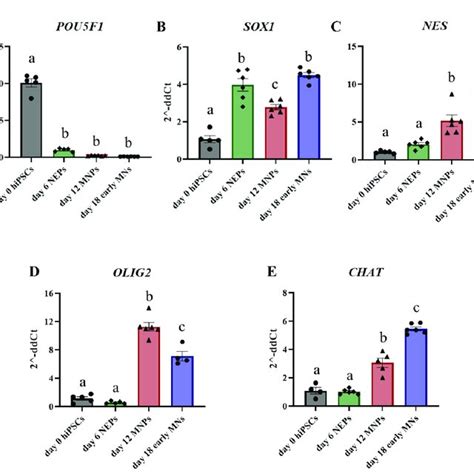 Differential Gene Expression Of Key Markers During Differentiation Of