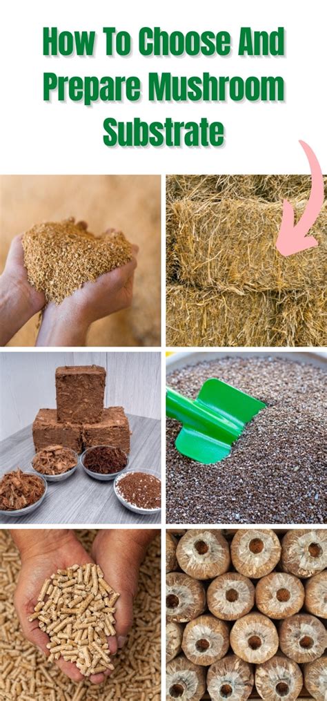 How To Choose And Prepare Mushroom Substrate Mushroom Appreciation