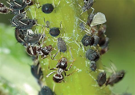 Листните въшки са опасни за всички култури в градината Български Фермер