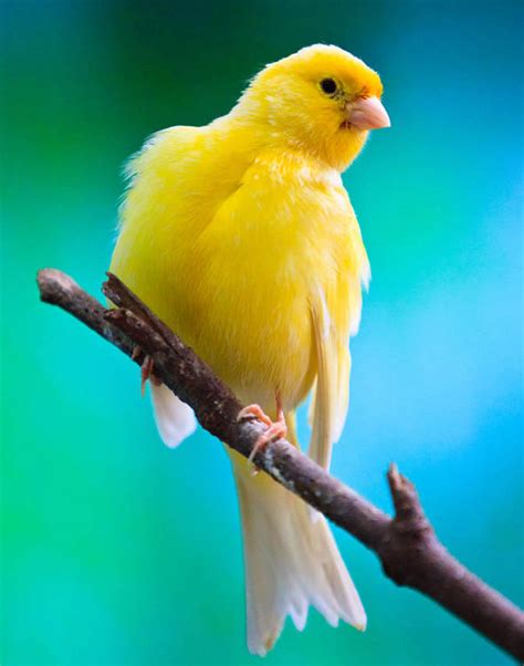 These Terrified Canaries Were Dumped In A Box On Freezing Cold Night