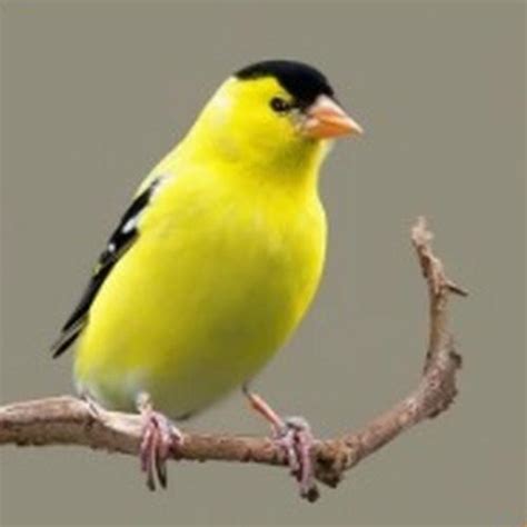 Washington State Bird Discover The Unique Avian Species
