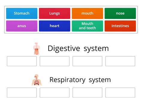 Digestive Or Respiratory System Group Sort