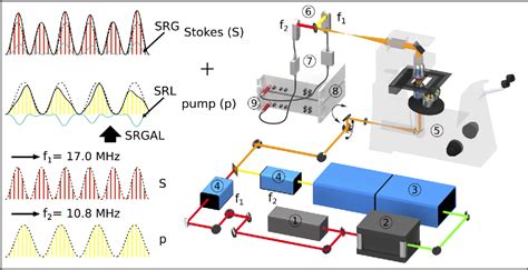 Figure 2 From Simultaneous Stimulated Raman Gain And Loss Detection