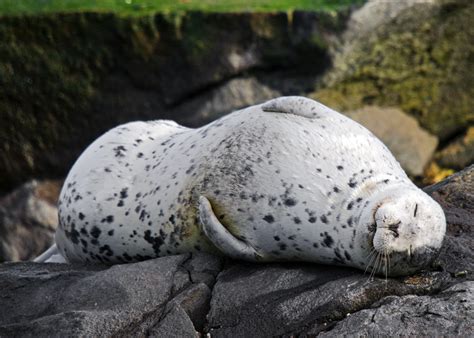 Pregnant Harbour Seal Race Rocks Ecological Reserve