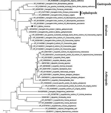 Phylogenetic Analysis Of TLP1 The Phylogenetic Tree Was Constructed Download Scientific