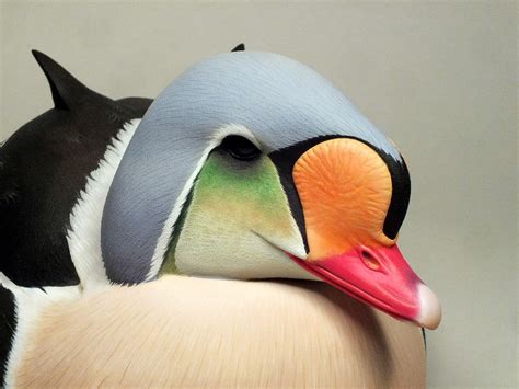 King Eider Drake 2017 Godin Art