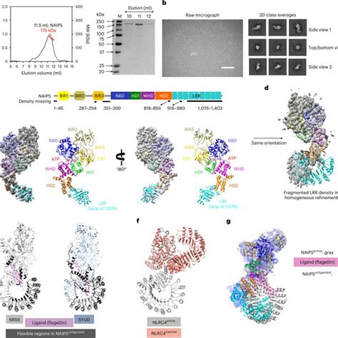 Biochemical Purification And Cryo Em Structure Of Naip5 A Mals