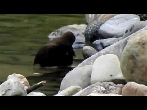 台灣鳥類 birds 河烏 褐河烏 水叮噹 Cinclus pallasii Brown Dipper YouTube