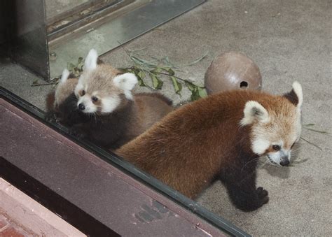 Red Panda Cubs At Smithsonians National Zoo Named For Sto Flickr