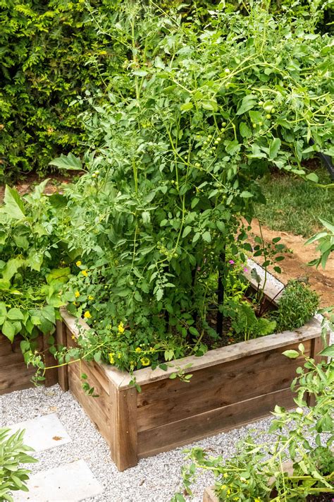 The Complete Guide To Growing Tomatoes On An Arch Trellis • Gardenary