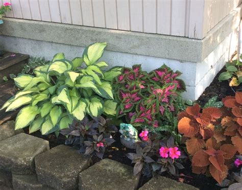Colorful Mixing Hosta S With Different Colored Annuals Add Beauty To