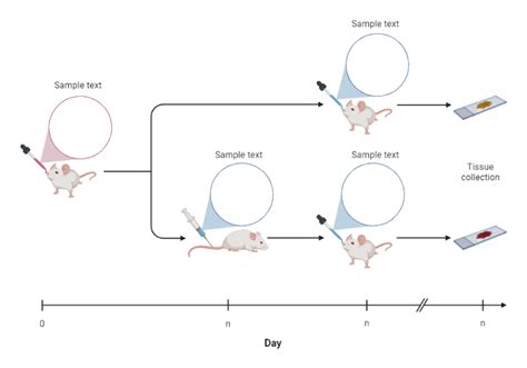 Mouse Model Experimental Timeline Layout Biorender Science Templates