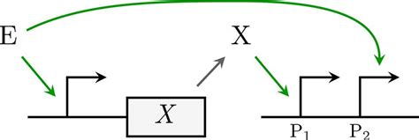 A Genetic Circuit Diagram Of A Genetic Phase Lag Controller Download