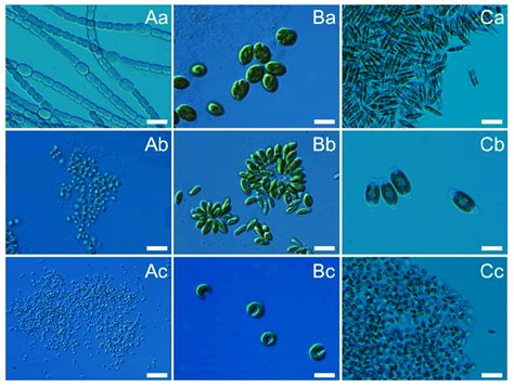 Photographs Of Airborne Cyanobacteria A Nostoc Sp Ccaa 03 A Download Scientific