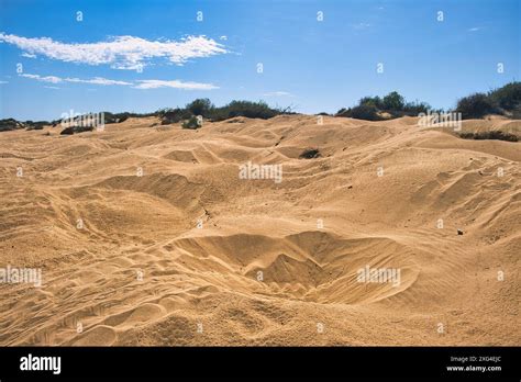Dozens Of Nesting Pits In The Beach And Dunes Dug By Turtles That Laid