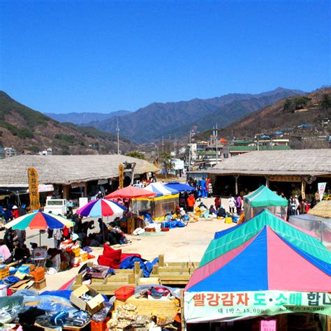 경남 하동 화개장터 벚꽃축제 쌍계사 십리벚꽃길혼례길 당일여행 티몬