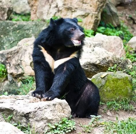 Moon Bear Facts Bile Blue Farming 5 Interesting Eat